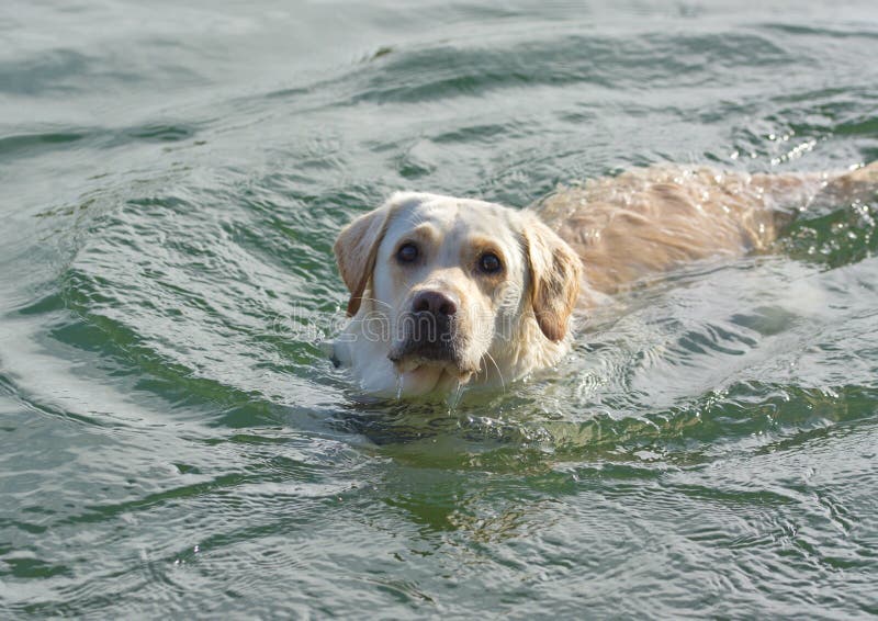 Labrador is swimming stock photo. Image of water, path - 165718504