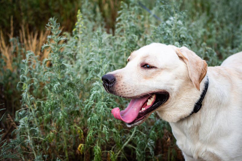 A White Labrador Walking in a Summer Field Stock Image - Image of life ...