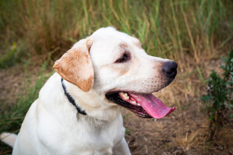 A White Labrador Walking in a Summer Field Stock Photo - Image of ...