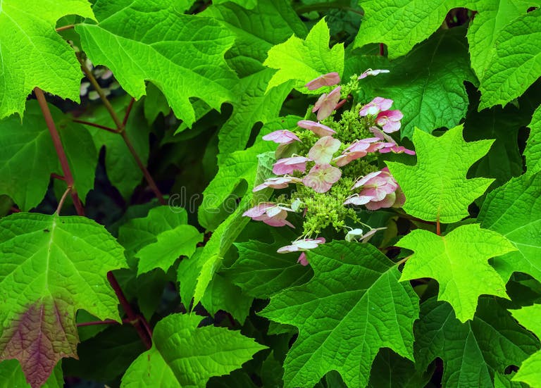 White Lace Cap Hydrangea Quercifolia in Bloom in the Summer Months ...