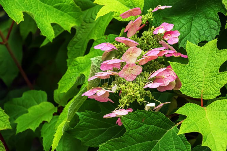 White Lace Cap Hydrangea Quercifolia in Bloom in the Summer Months ...
