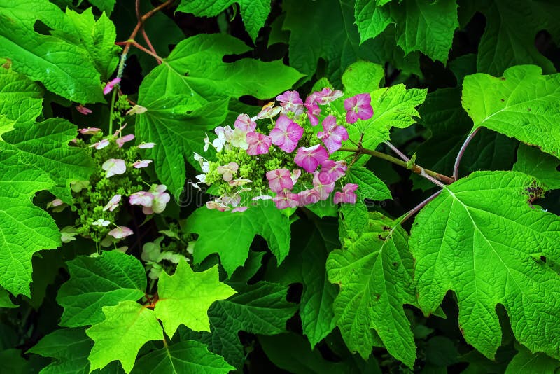 White Lace Cap Hydrangea Quercifolia in Bloom in the Summer Months ...