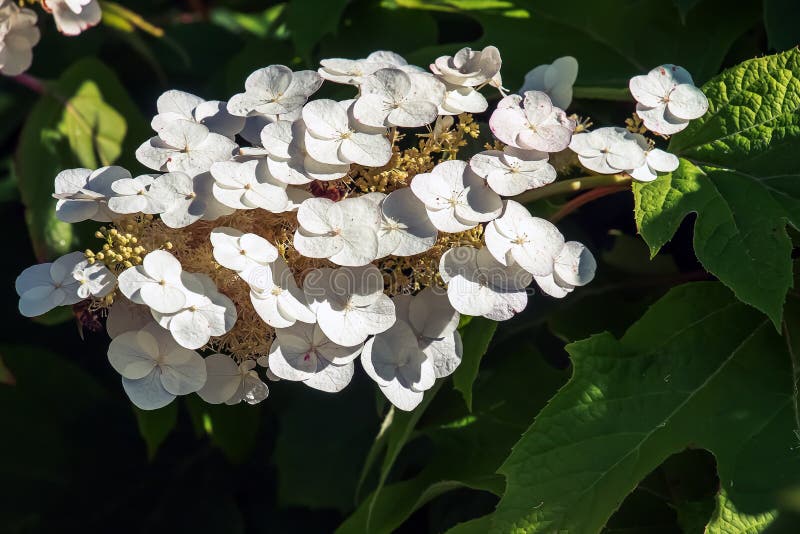 White Lace Cap Hydrangea Quercifolia in Bloom in the Summer Months ...
