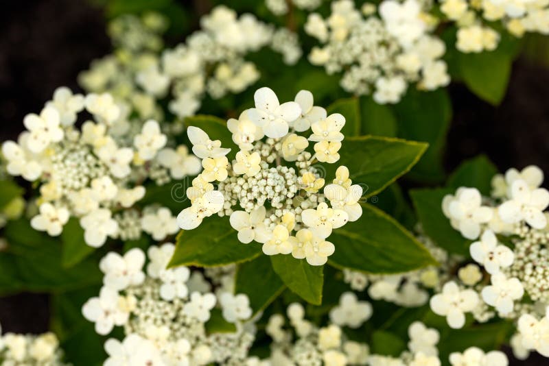White Lacecap Hydrangea Flowers Stock Photo - Image of horticulture ...