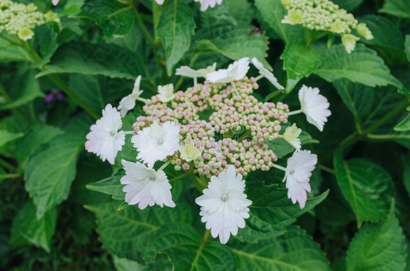White Lacecap Hydrangeas Flower Stock Photo - Image of soft, foliage ...