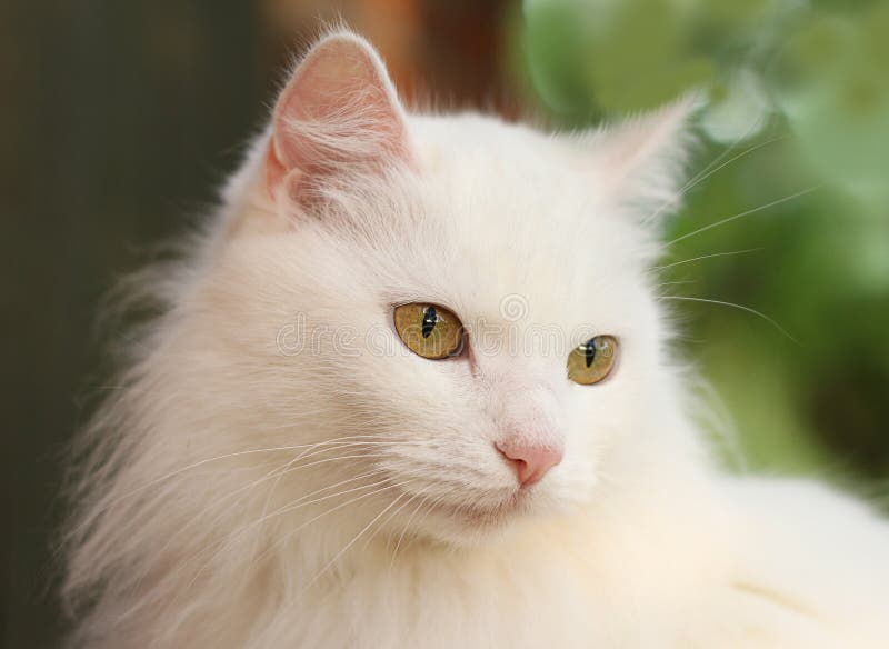 100+ White lady cat Free Stock Photos - StockFreeImages