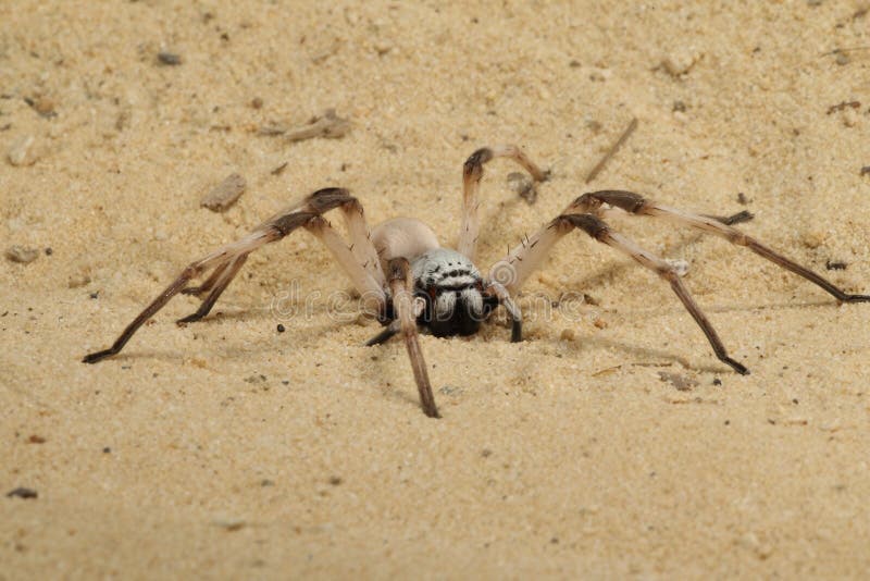 White Lady Huntsman Spider - Cerbalus Aravaensis Stock Image - Image of ...