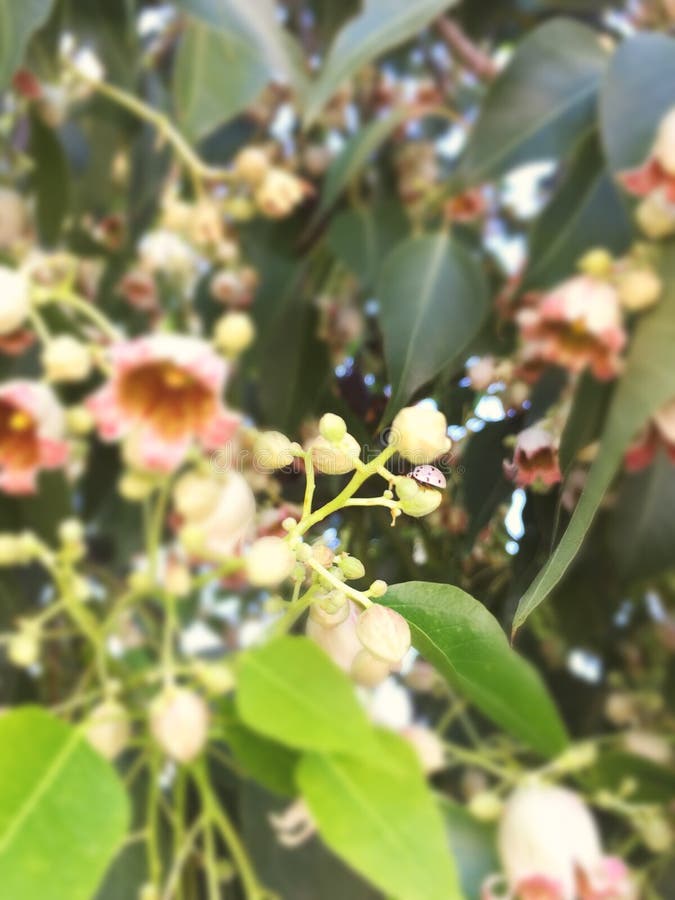 A white ladybug stock image. Image of lady, rare, white - 169041749