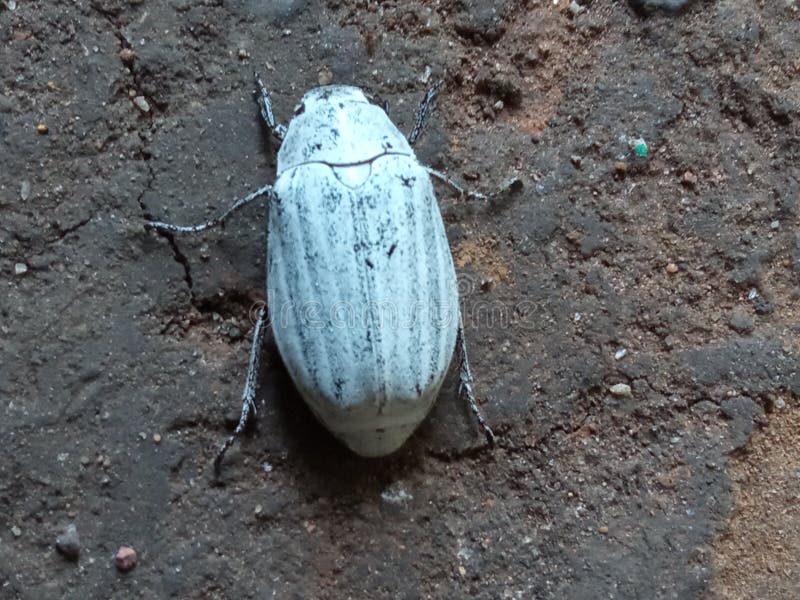 White Ladybug Unique Insect Stock Photo - Image of white, unique: 239614600