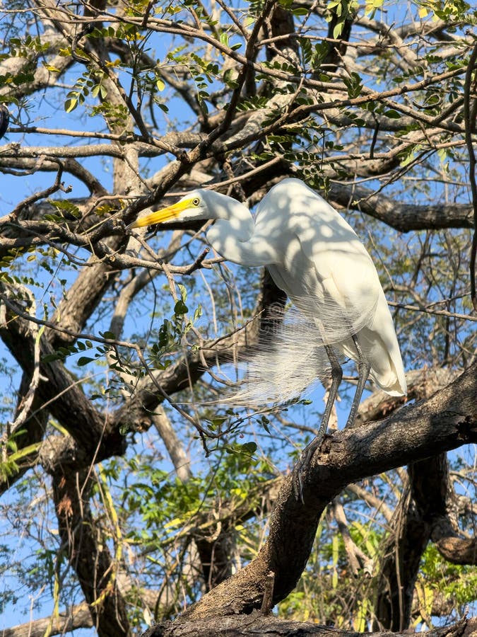 White lake bird stock image. Image of forest, fauna - 313686105