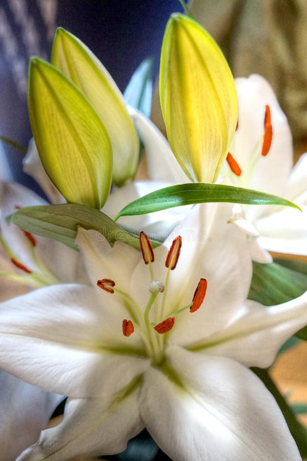 White Lallies Stock Photos - Free & Royalty-Free Stock Photos from ...