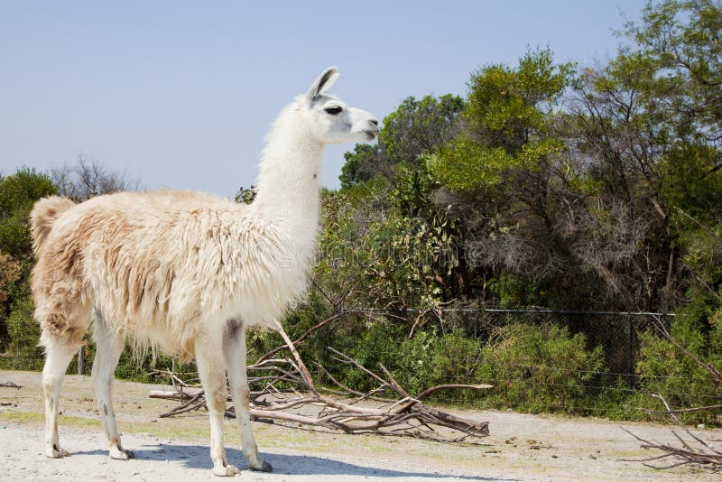 White Lama stock photo. Image of white, tall, street - 14436810