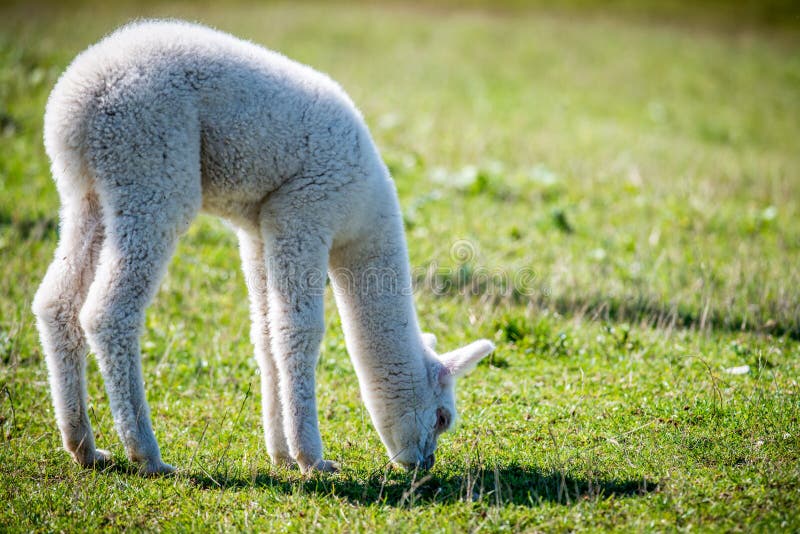 White Lama animal outdoors stock image. Image of lama - 76891539
