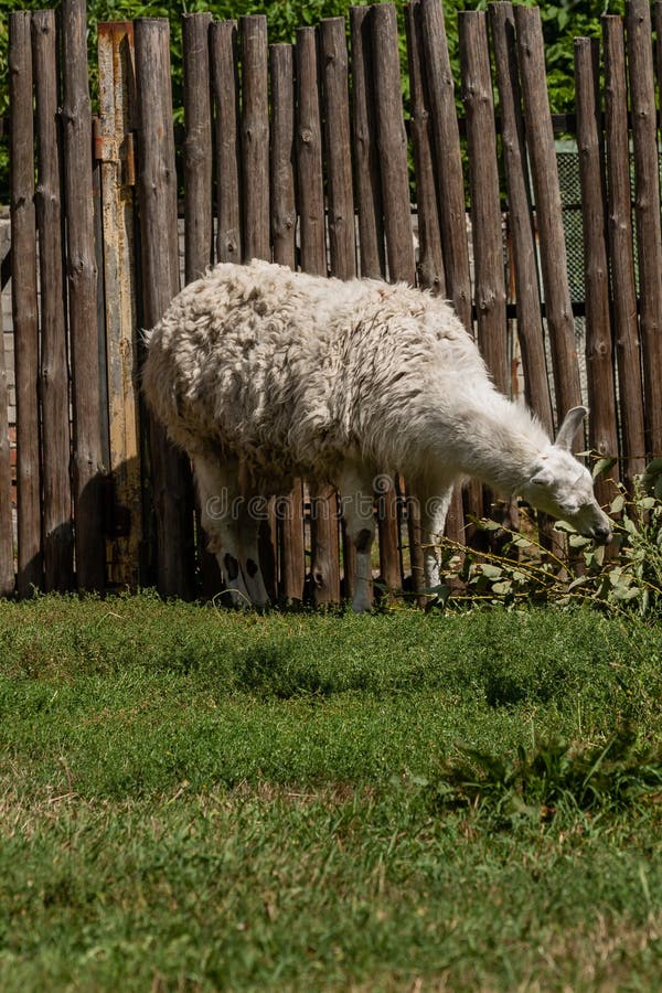 Lama Eats Food from the Hands of a Girl at the Zoo. Animal Farm. Child ...