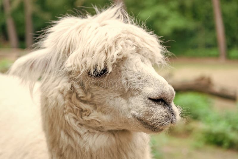 White Lama Glama Muzzle Natural Background Stock Image - Image of ...