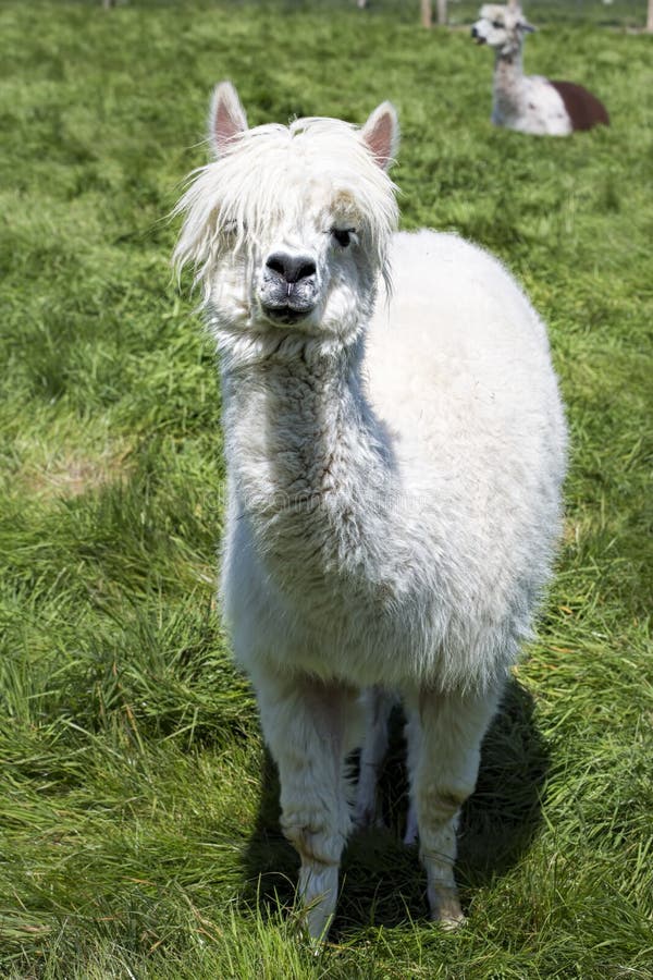 White Lama Grazing on the Grass, Farm Stock Image - Image of background ...