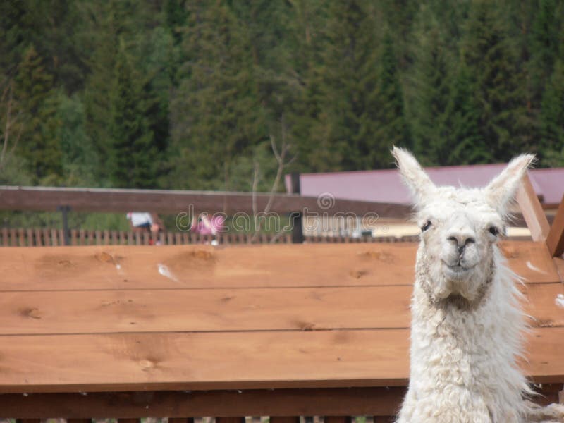 White lama smile stock image. Image of wood, funny, ears - 132007147