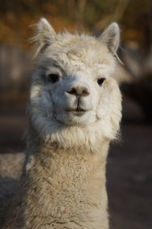 White Lama with thick coat stock photo. Image of hair - 80612386