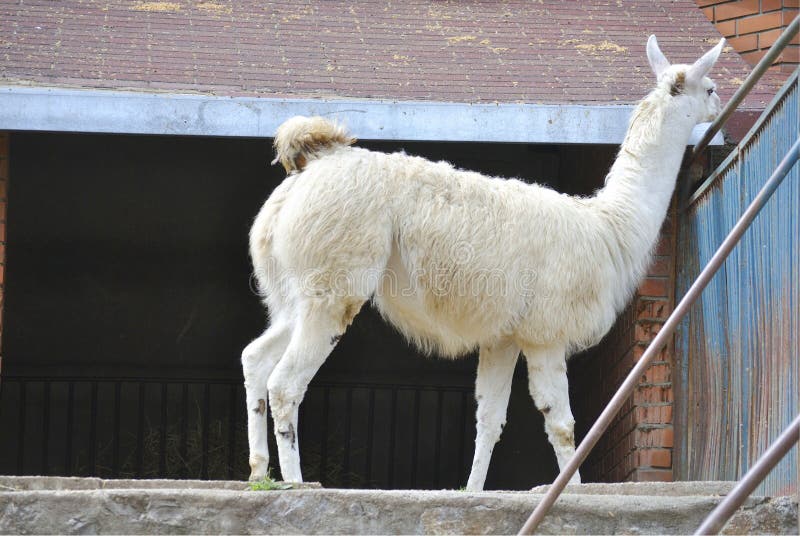 White lama in the zoo stock image. Image of serbia, bondage - 125052593