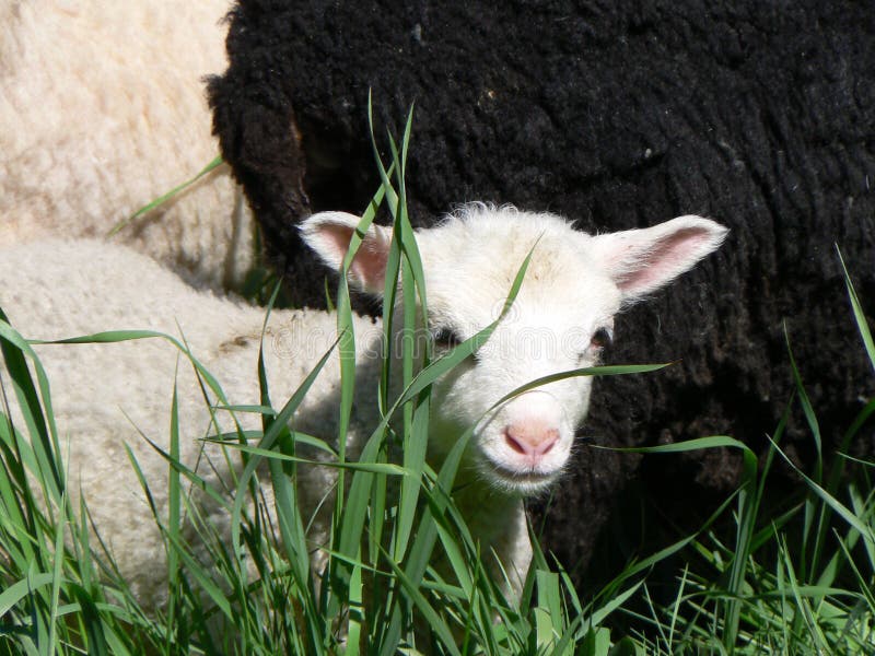 White Lamb Picture. Image: 1038362