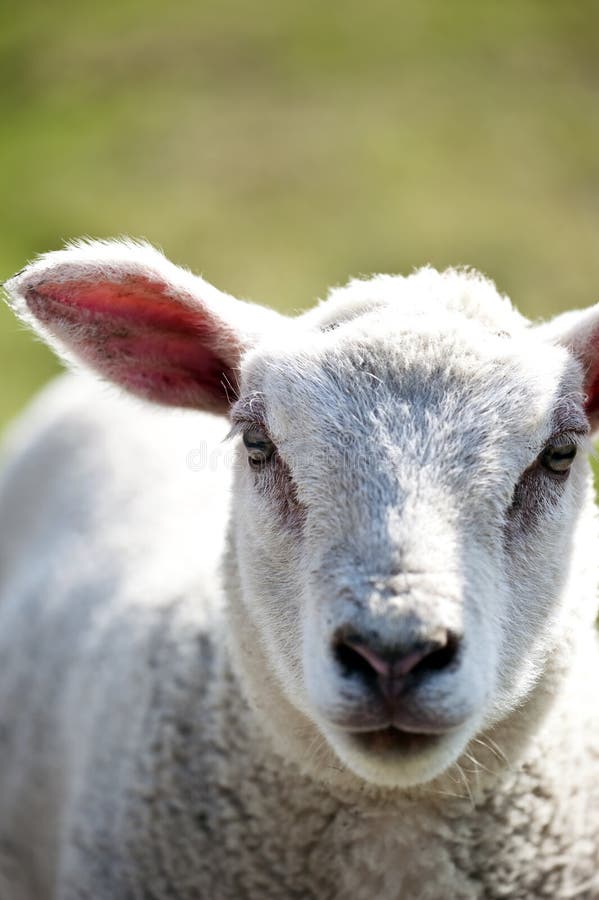 White lamb stock image. Image of innocence, standing - 14095729