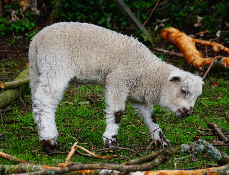 White lamb chewing on twig stock photo. Image of baby - 115500304