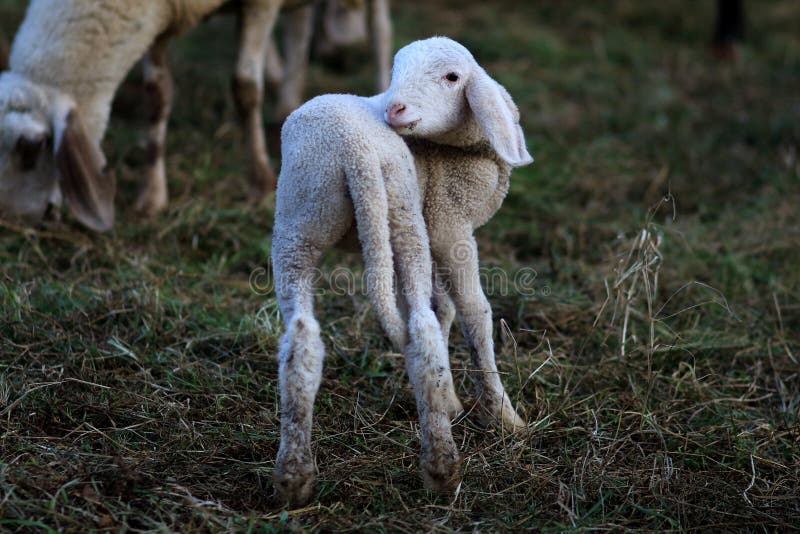 White lamb stock photo. Image of farm, lamb, herd, white - 50655894