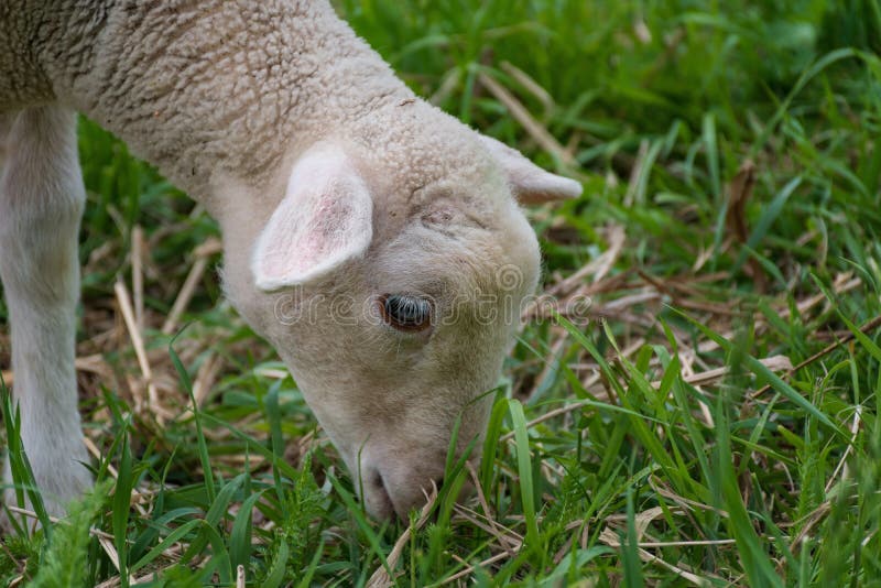 Lamb eating grass stock photo. Image of lambs, green - 72105080