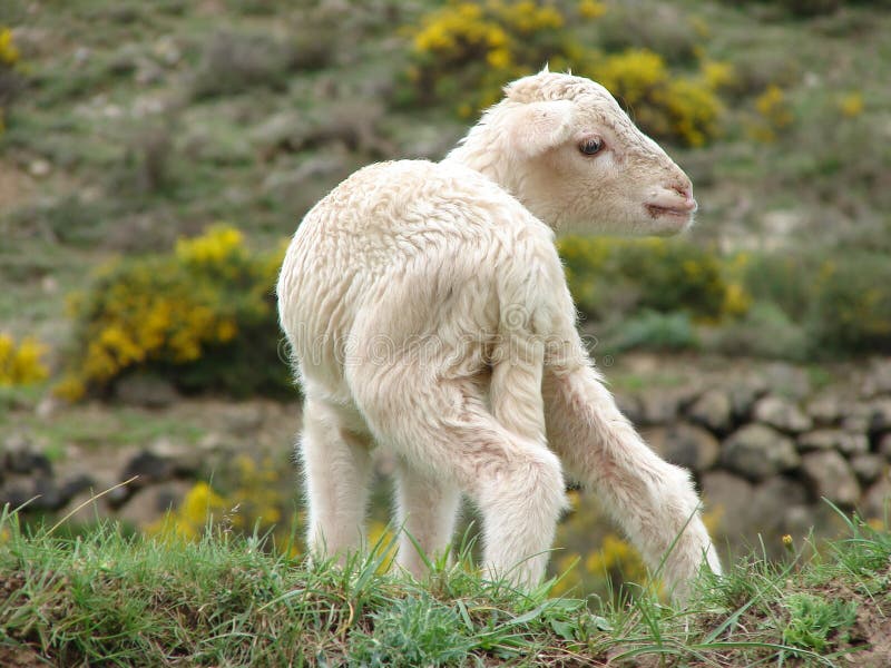White lamb stock photo. Image of domestic, wildlife, animal - 50040544