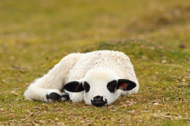 White lamb laying on grass stock image. Image of easter - 72104925