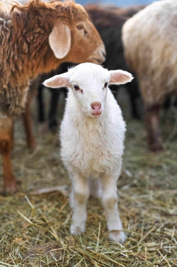 White lamb stock image. Image of breeding, country, flock - 29892147