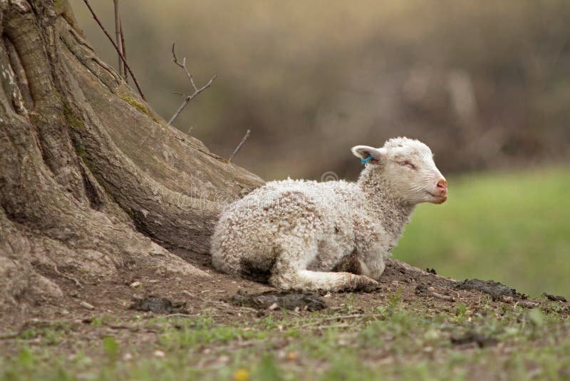 White lamb stock image. Image of little, nature, curious - 59548967