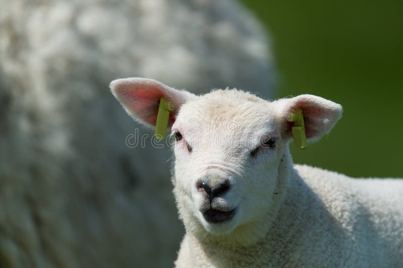 White lamb stock photo. Image of white, wool, outdoor - 48434996