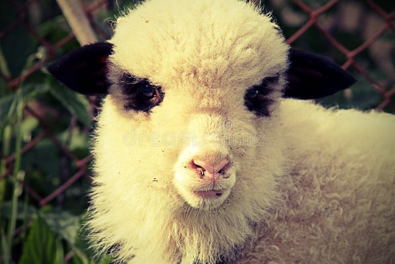 White lamb portrait stock photo. Image of closeup, grass - 61410302