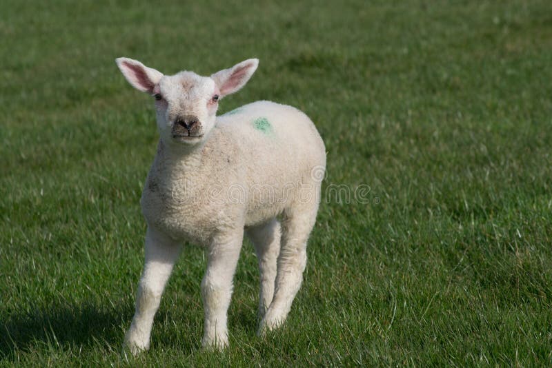 White Lamb Standing on Grass Facing the Camera Stock Photo - Image of ...