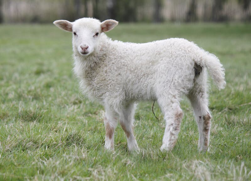 White Lamb stock photo. Image of pure, pasture, grazing - 30391814