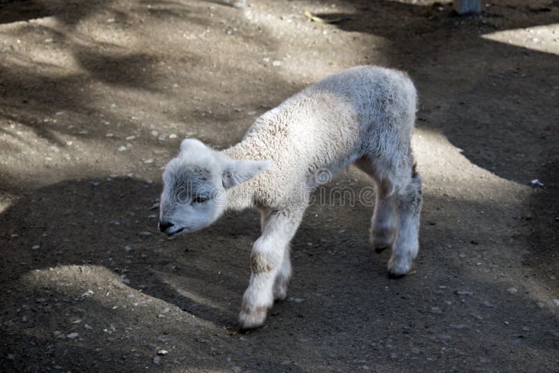 A white lamb stock image. Image of close, lamb, side - 121242153