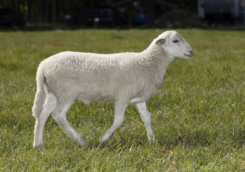 White Lamb Walking Across a Field Stock Image - Image of mammal, animal ...