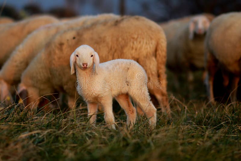 A white lamb stock image. Image of sheep, white, flock - 50656203