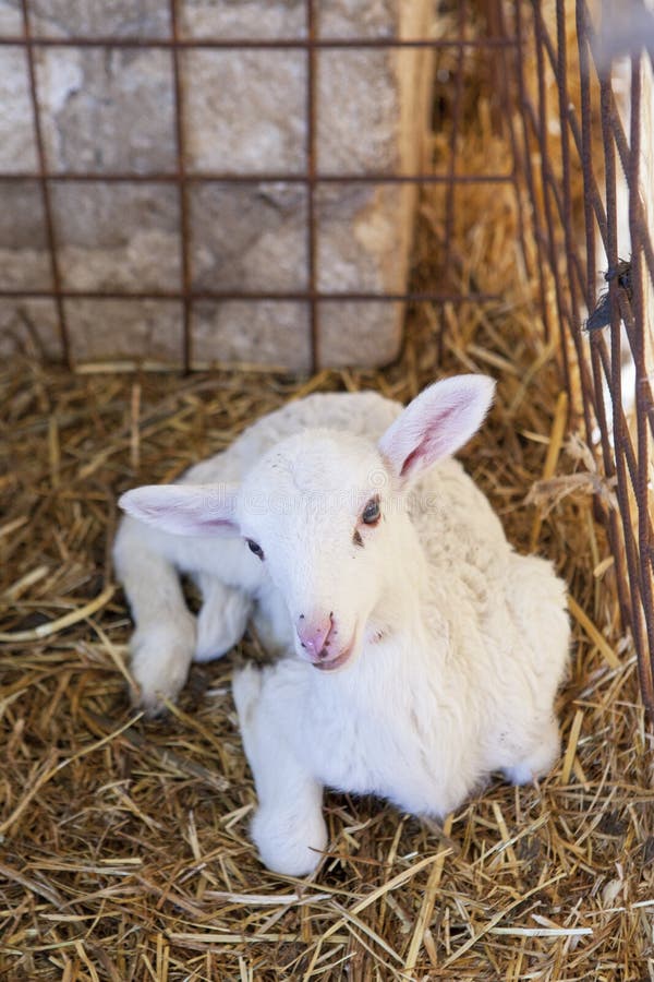 A White Lambkin Crouched in the Stable Stock Photo - Image of rural ...