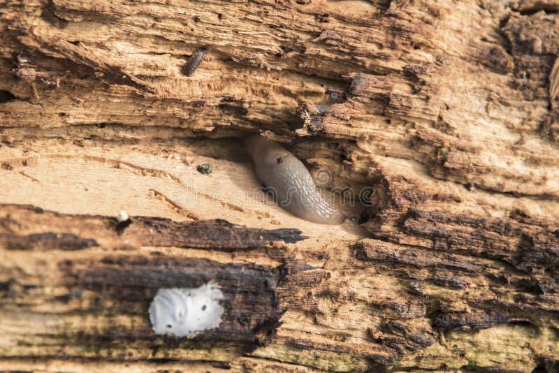 White land slug stock image. Image of white, nature - 275902651