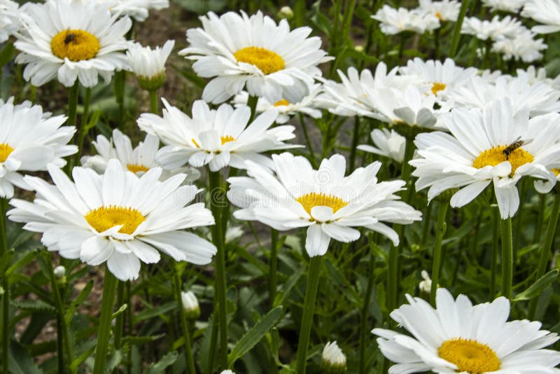 Large Daisies stock photo. Image of background, daisies - 27173422