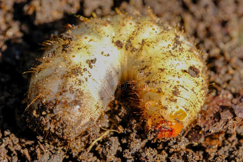 White Large Larva Pest on the Ground Close Up Selective Focus Stock ...