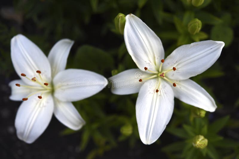 White Large Lily Flowers. Lilium Candidum Stock Image - Image of ...