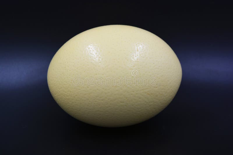 Nature White Large Ostrich Egg with Thick Shell Located on Black ...