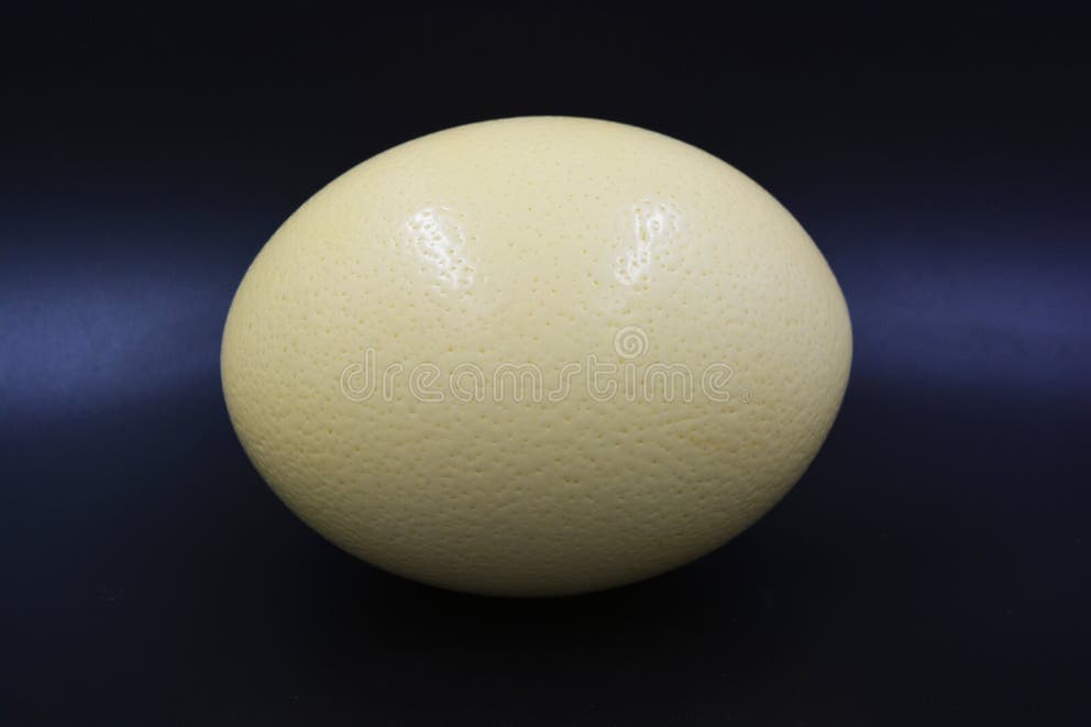 Nature White Large Ostrich Egg with Thick Shell Located on Black ...