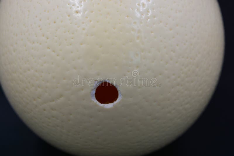 Nature White Large Ostrich Egg with Thick Shell Located on Black ...