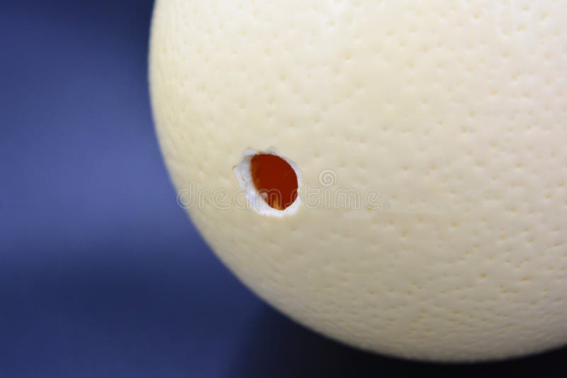 Nature White Large Ostrich Egg with Thick Shell Located on Black ...