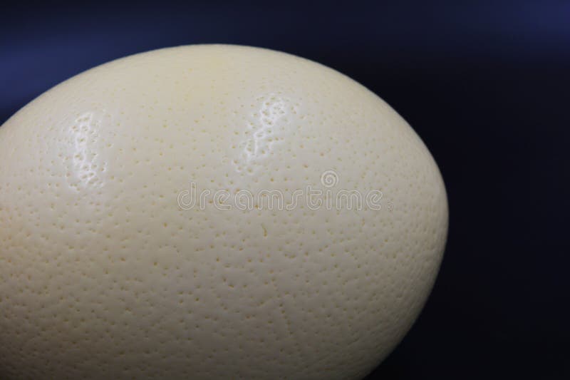 Nature White Large Ostrich Egg with Thick Shell Located on Black ...