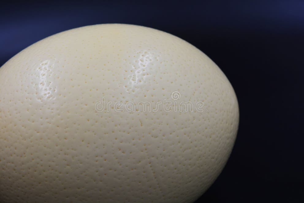 Nature White Large Ostrich Egg with Thick Shell Located on Black ...